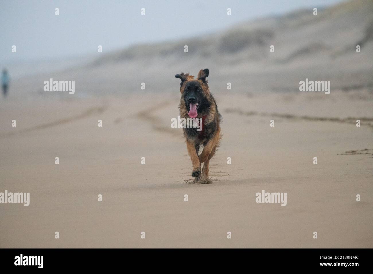 Leonberger running hi-res stock photography and images - Alamy
