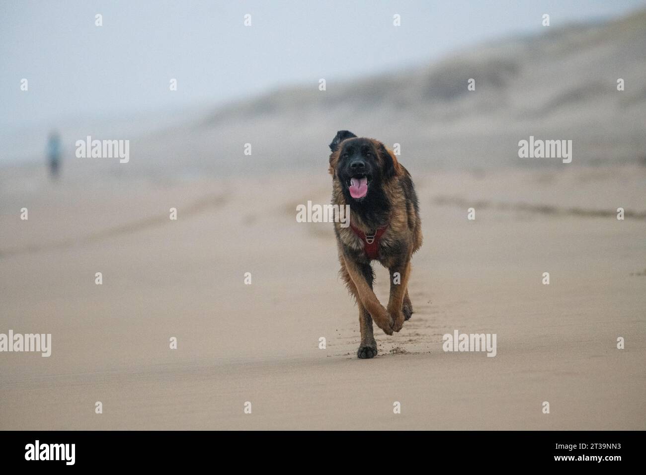 Leonberger running hi-res stock photography and images - Alamy