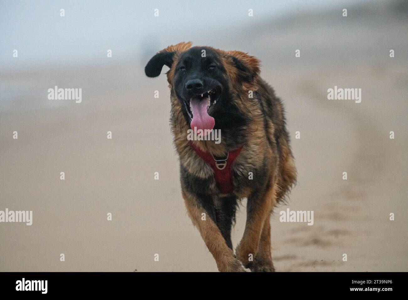Leonberger running hi-res stock photography and images - Alamy