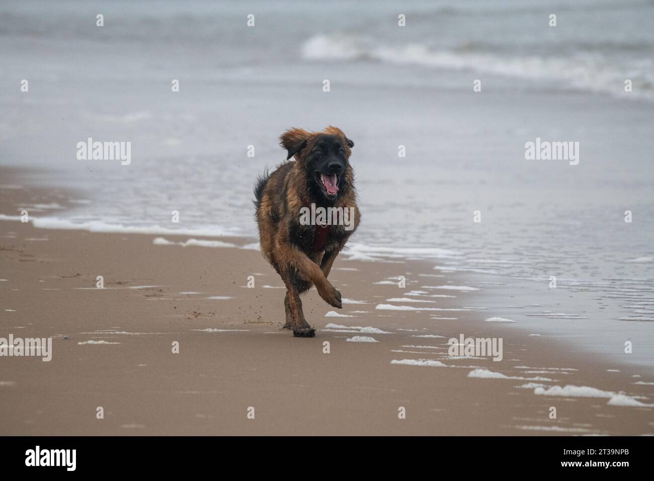 Leonberger running hi-res stock photography and images - Alamy