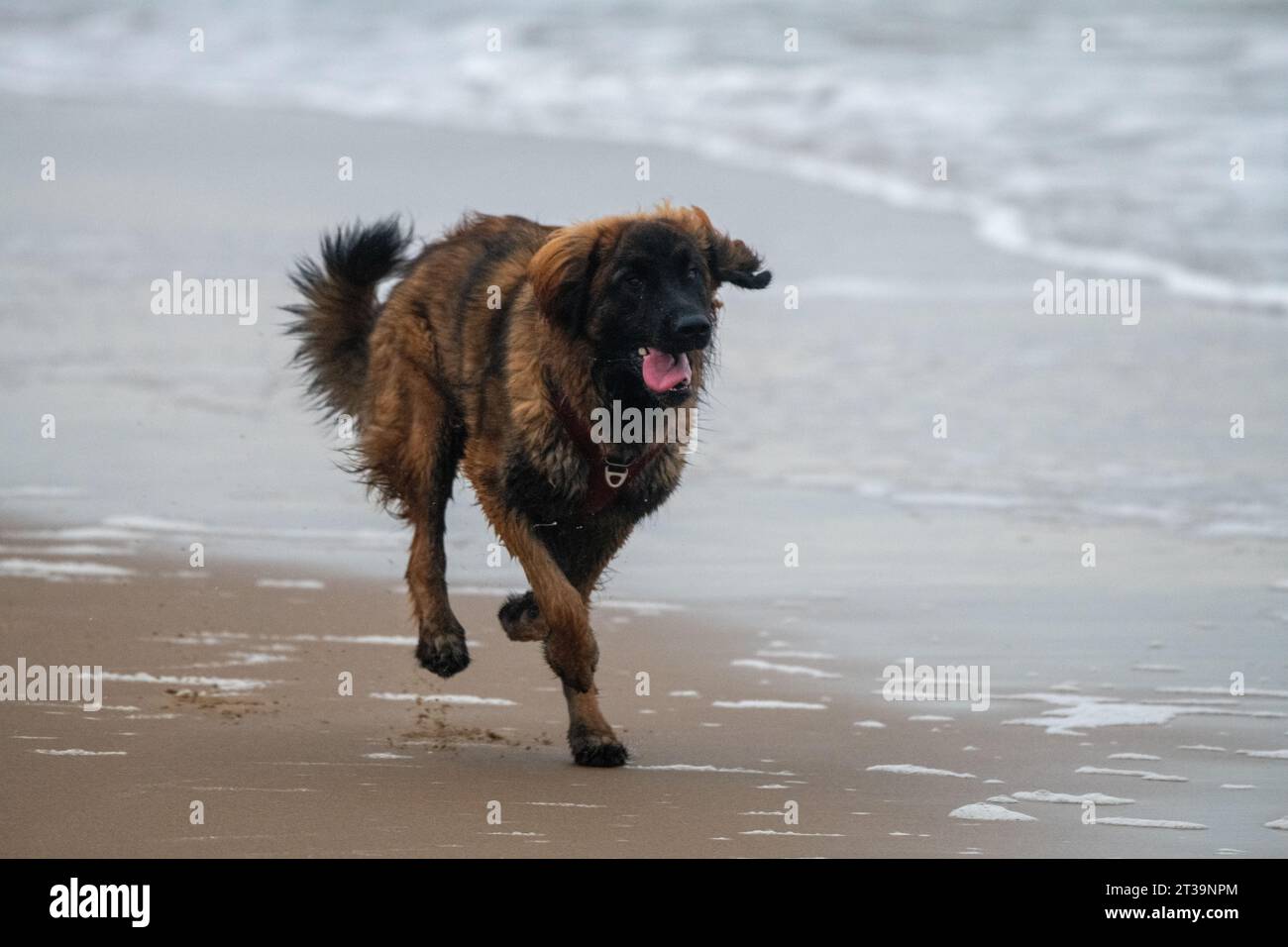 Leonberger running hi-res stock photography and images - Alamy