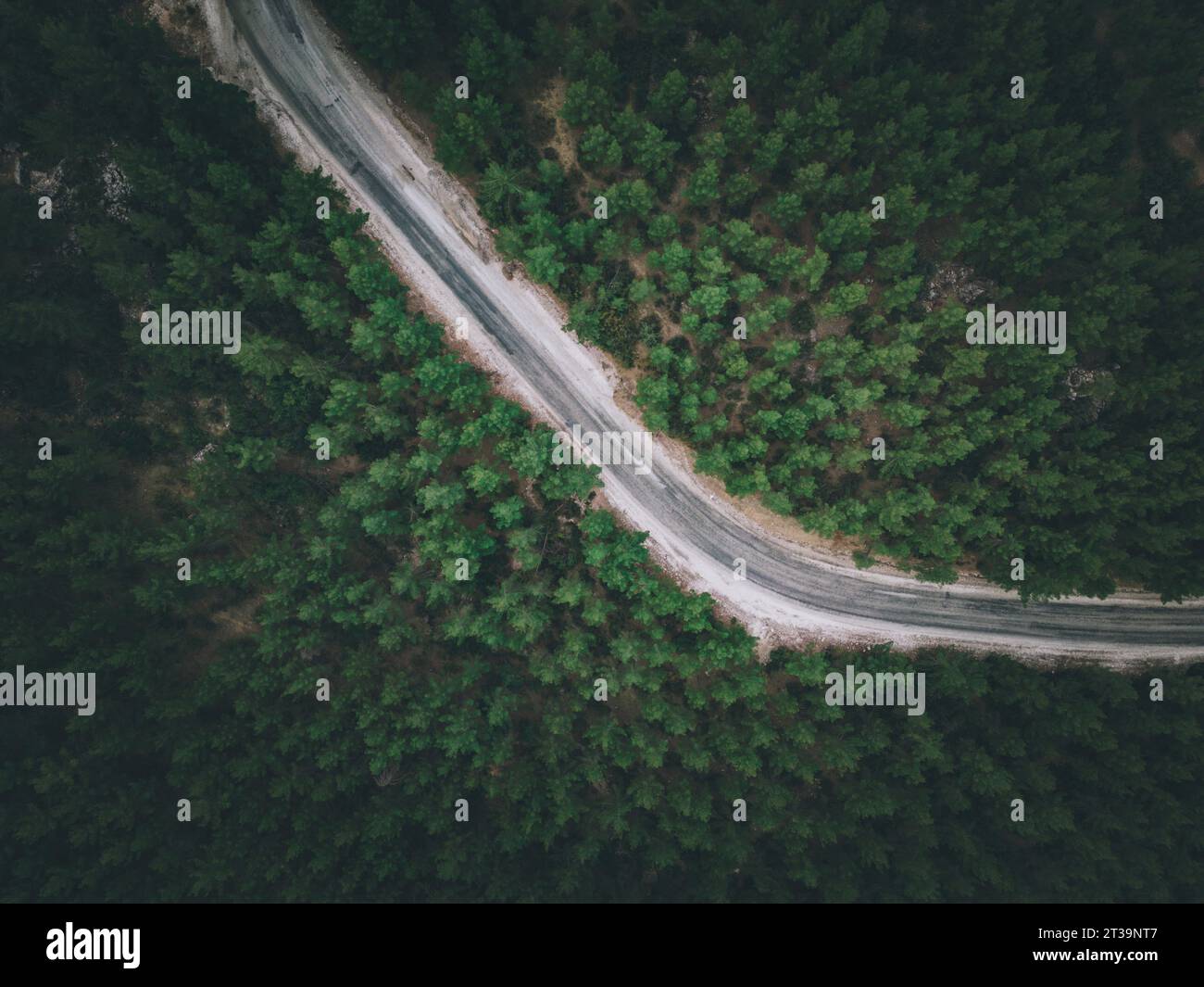 Aerial view of forest road with pine trees on both sides in autumn ...