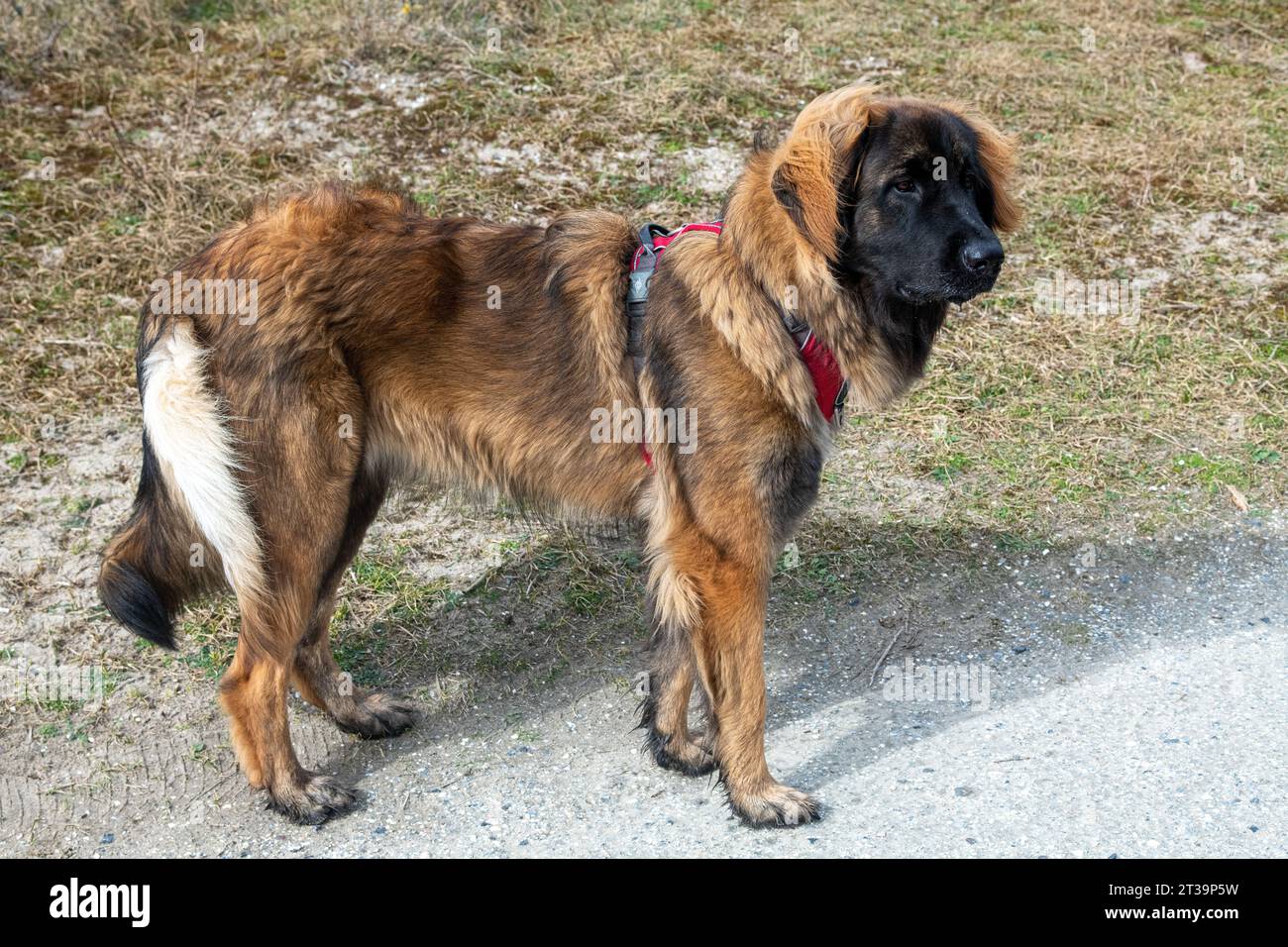 Friendly leonberger hi-res stock photography and images - Alamy