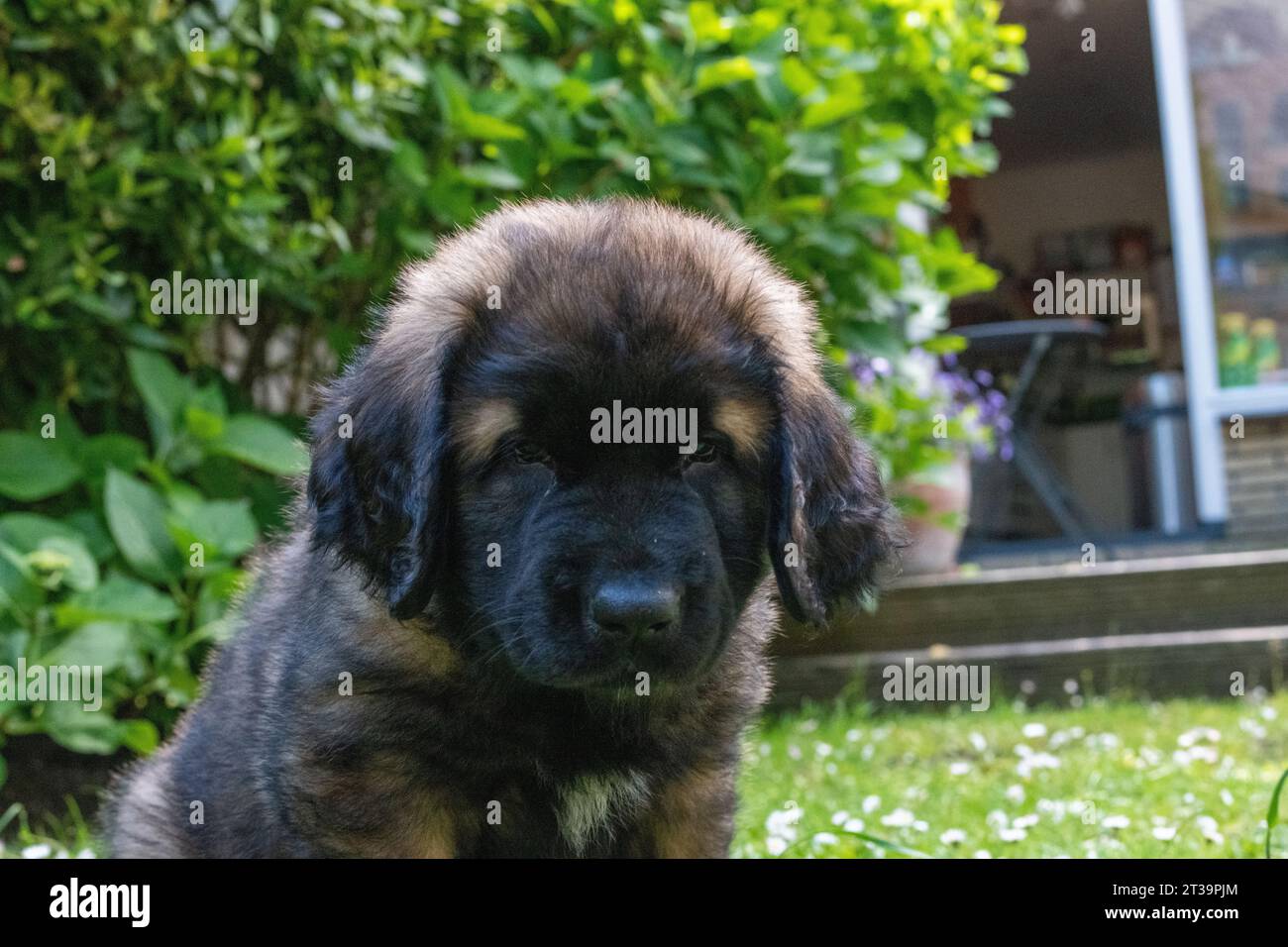 Phoebe at home hi-res stock photography and images - Alamy