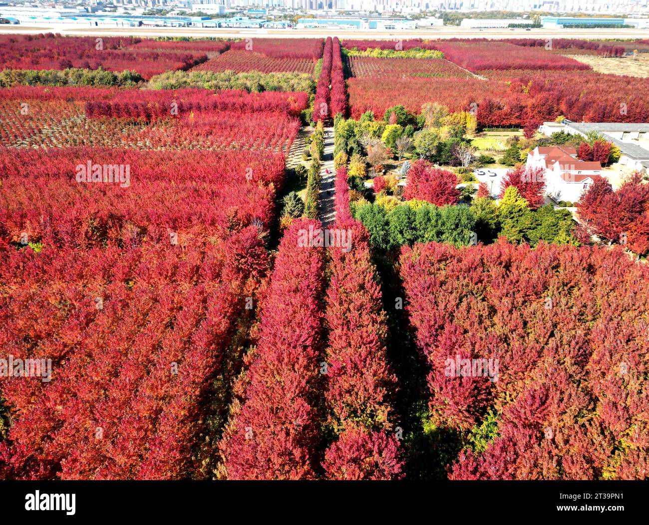 Aerial photo shows the red maple trees in Huanggu District, Shenyang ...