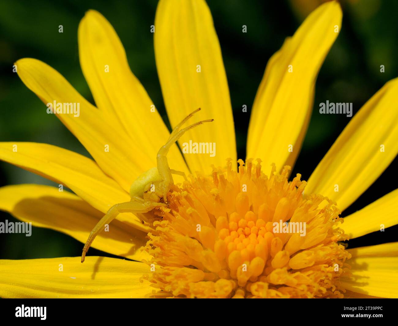 Close up daisy flower spider hi-res stock photography and images - Alamy