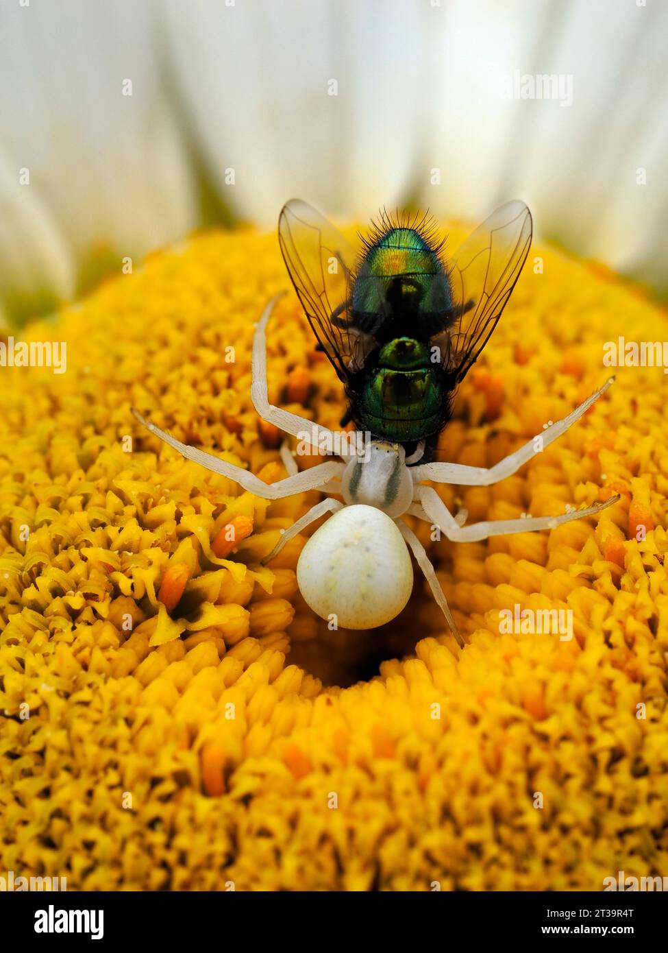 Crab spider (Misumena vatia) eating fly (Lucilia sericata) on flower ...