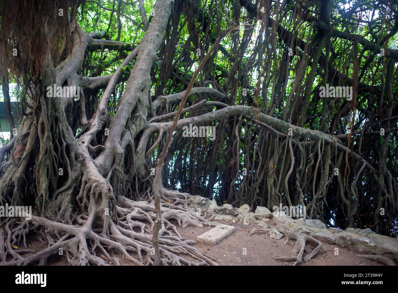 Hanoi, Vietnam. 10th Aug, 2014. Banyan tree near the Ngoc Son Temple on ...