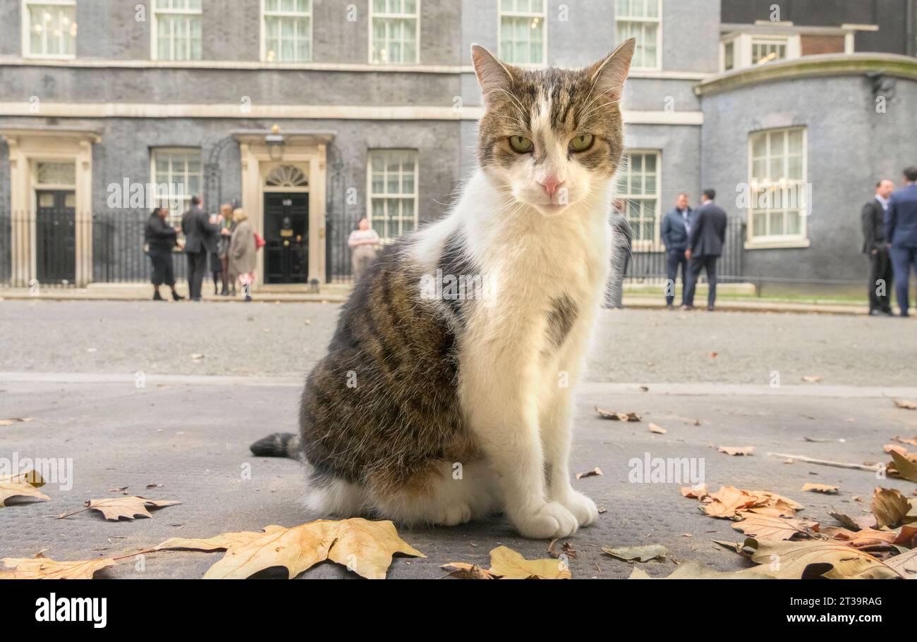 Larry the Cat - Chief Mouser to the Cabinet Office since 2011 - in ...