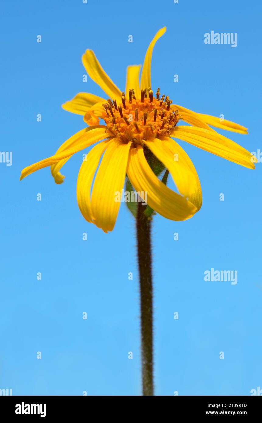 Arnica flower detail hi-res stock photography and images - Alamy