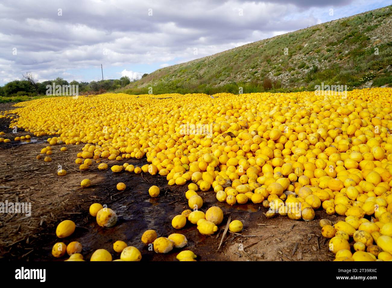 Food waste concept, dumped citrus fruit Stock Photo - Alamy