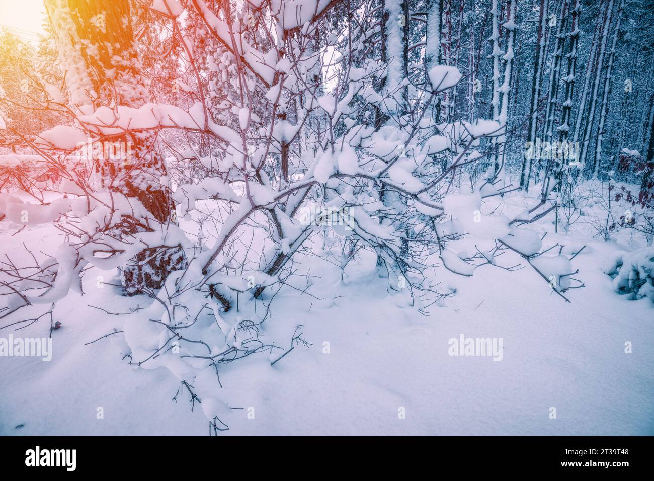 Natural snowfall in forest beautiful hi-res stock photography and ...