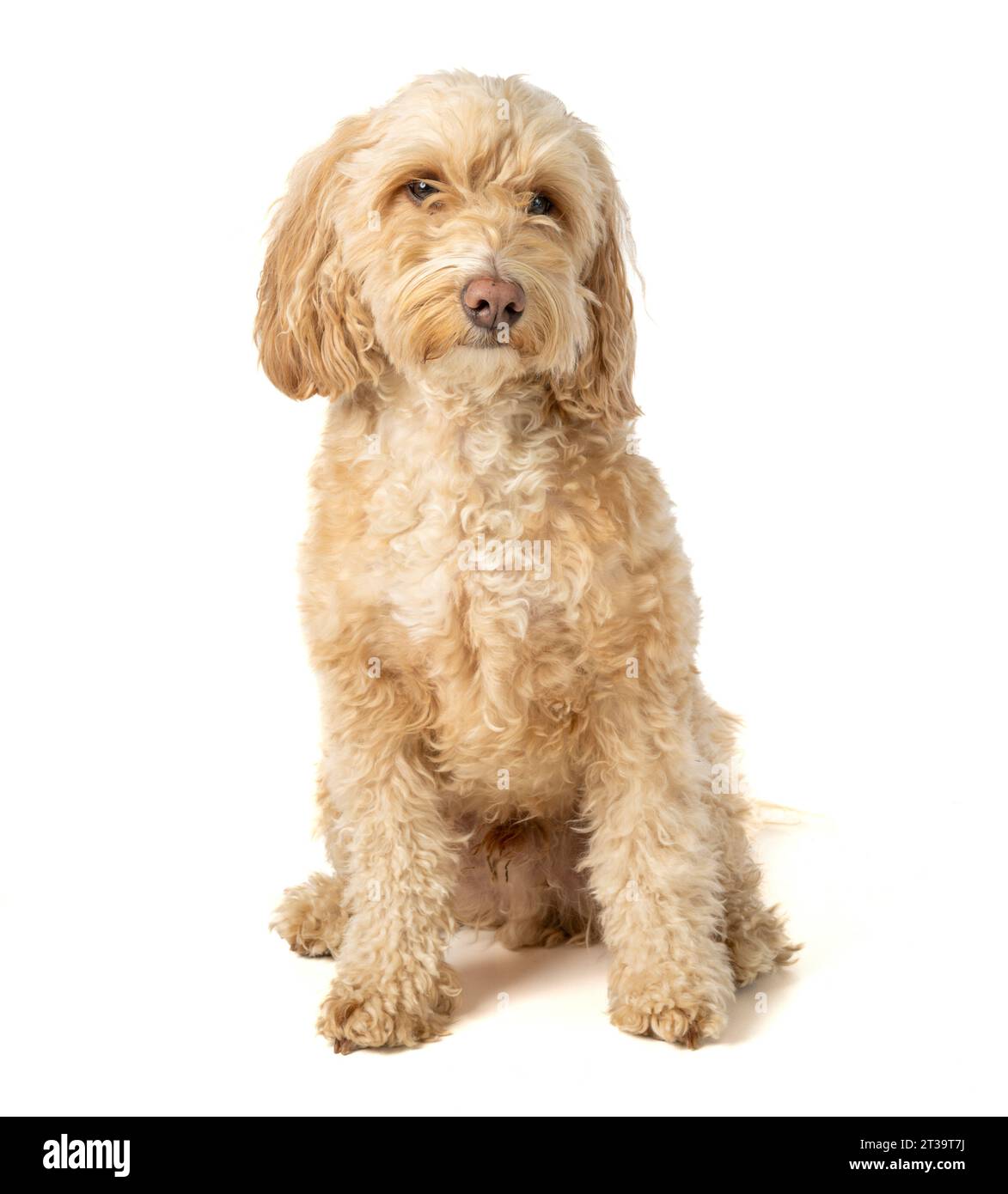 Blonde Cockapoo dog sitting square on to the camera attentively ...