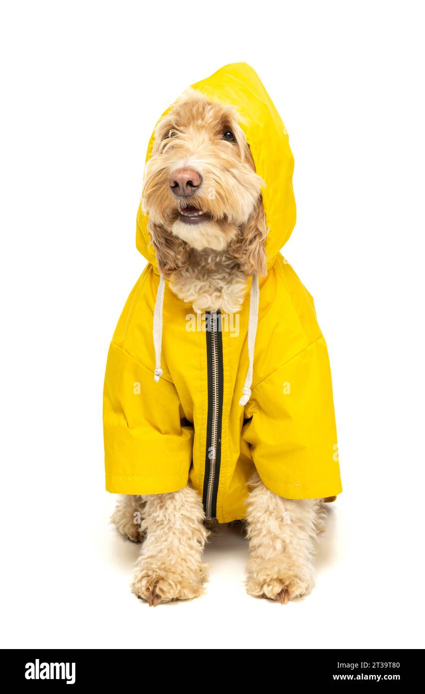 Blonde cockapoo in a yellow waterproof coat on a white background Stock ...