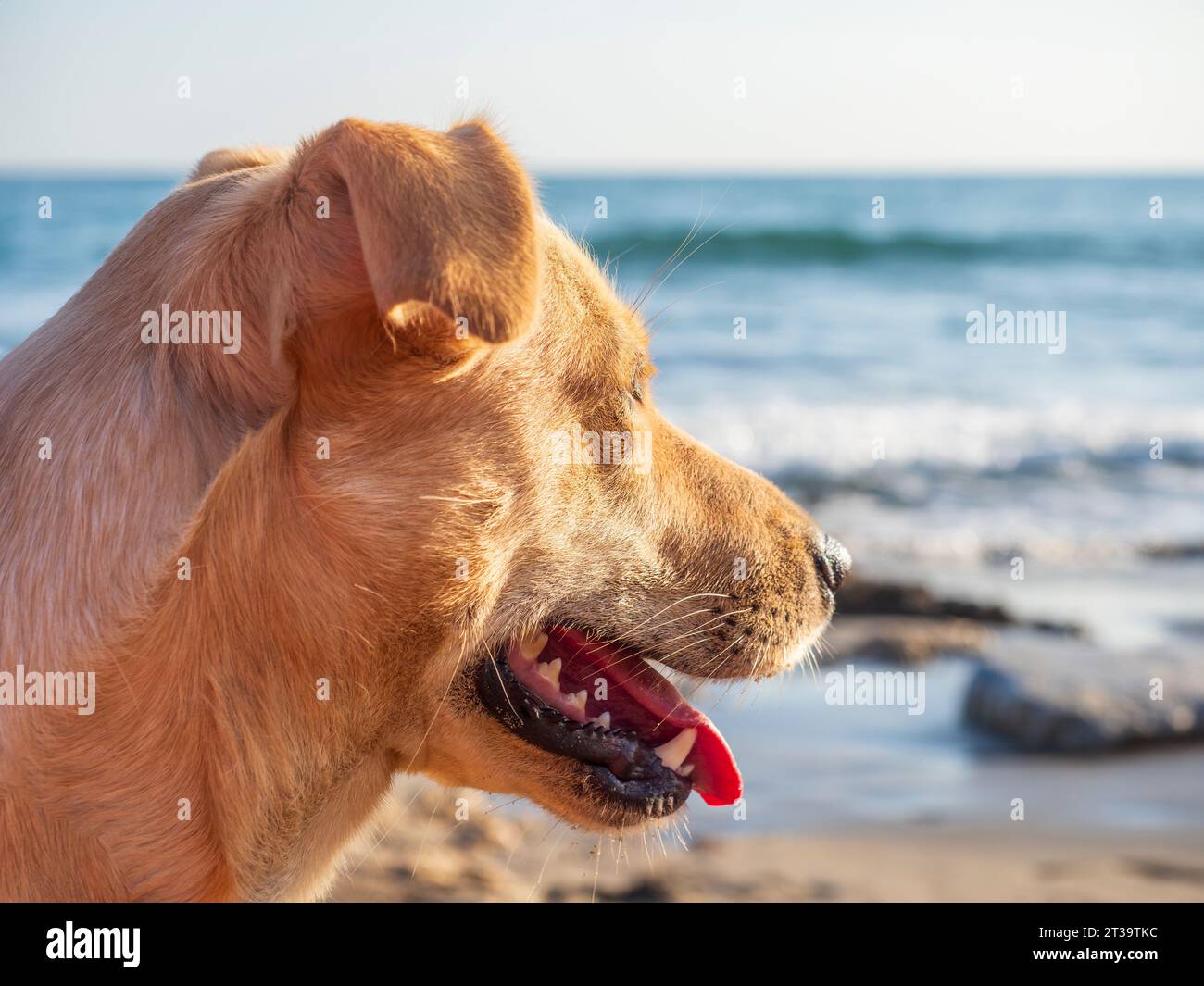 Labrador dog portrait beach hi-res stock photography and images - Alamy