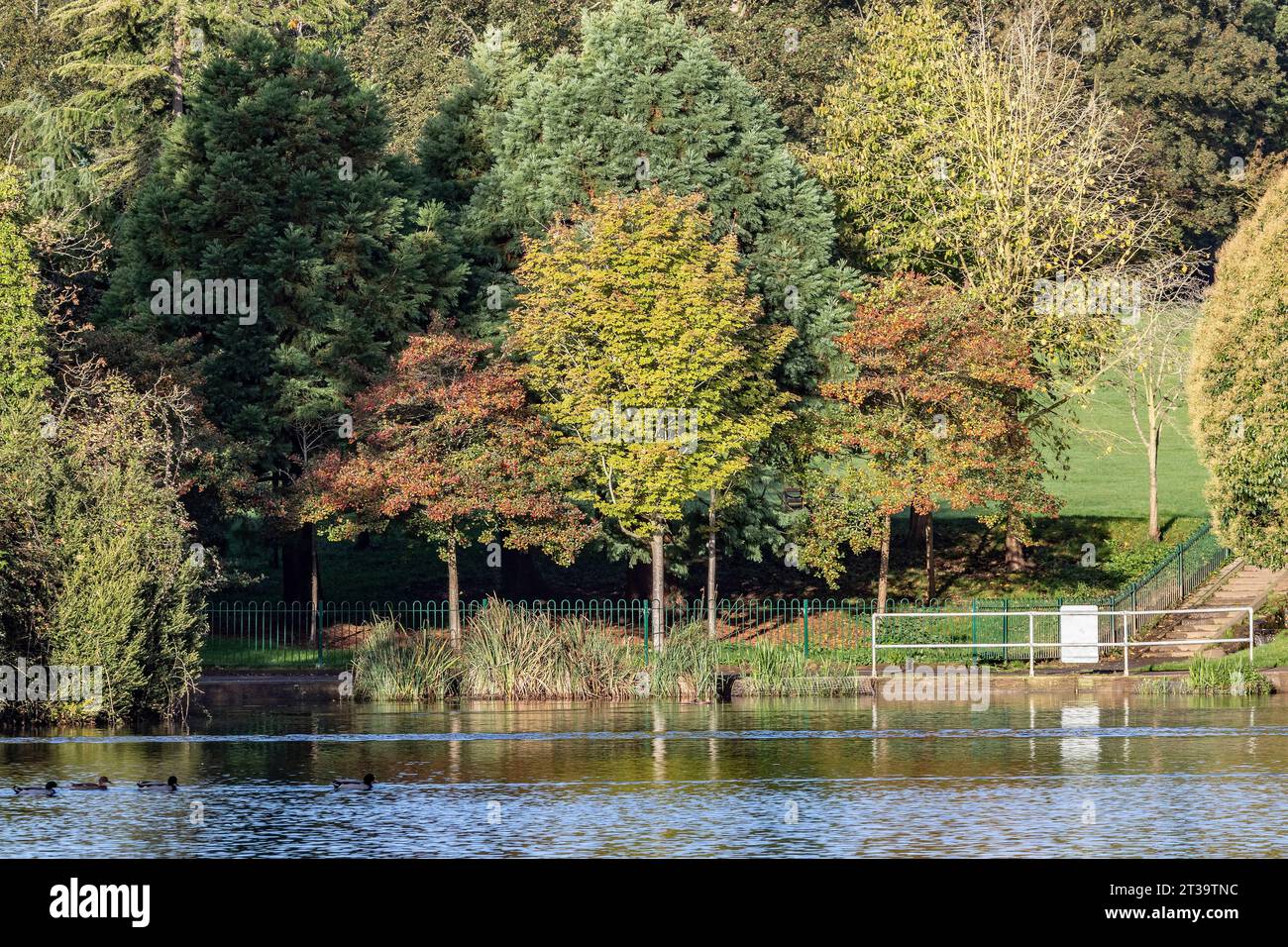 Trees changing colour as Autumn approaches in Abington Park ...