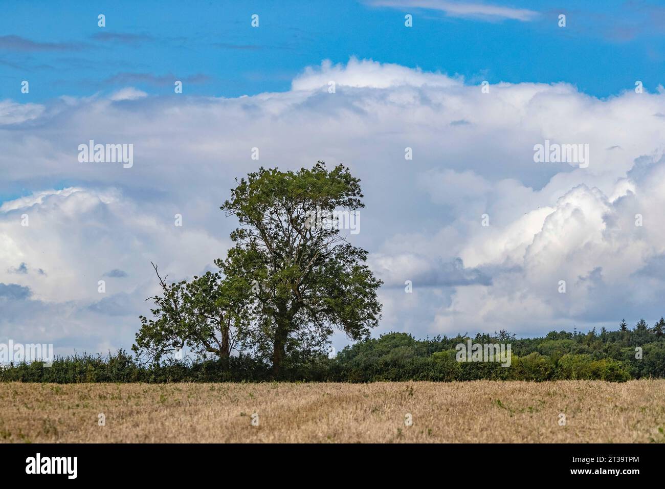 Lone tree standing tall against Firs and hedge row near Harlstone ...