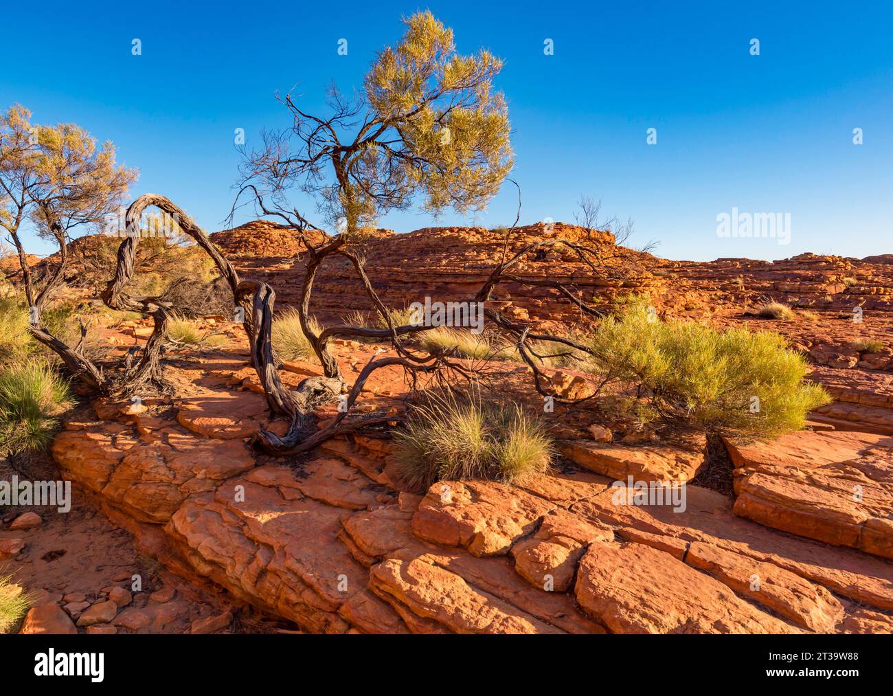 A bent and twisted Mallee tree beaten by regular strong winds and ...