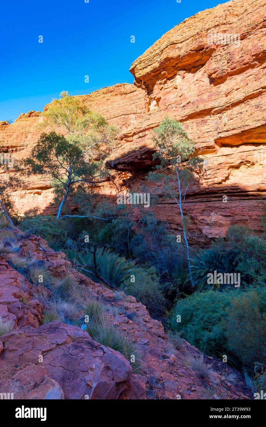 MacDonnell Ranges Cycads (Macrozamia macdonnellii) and sapling River ...