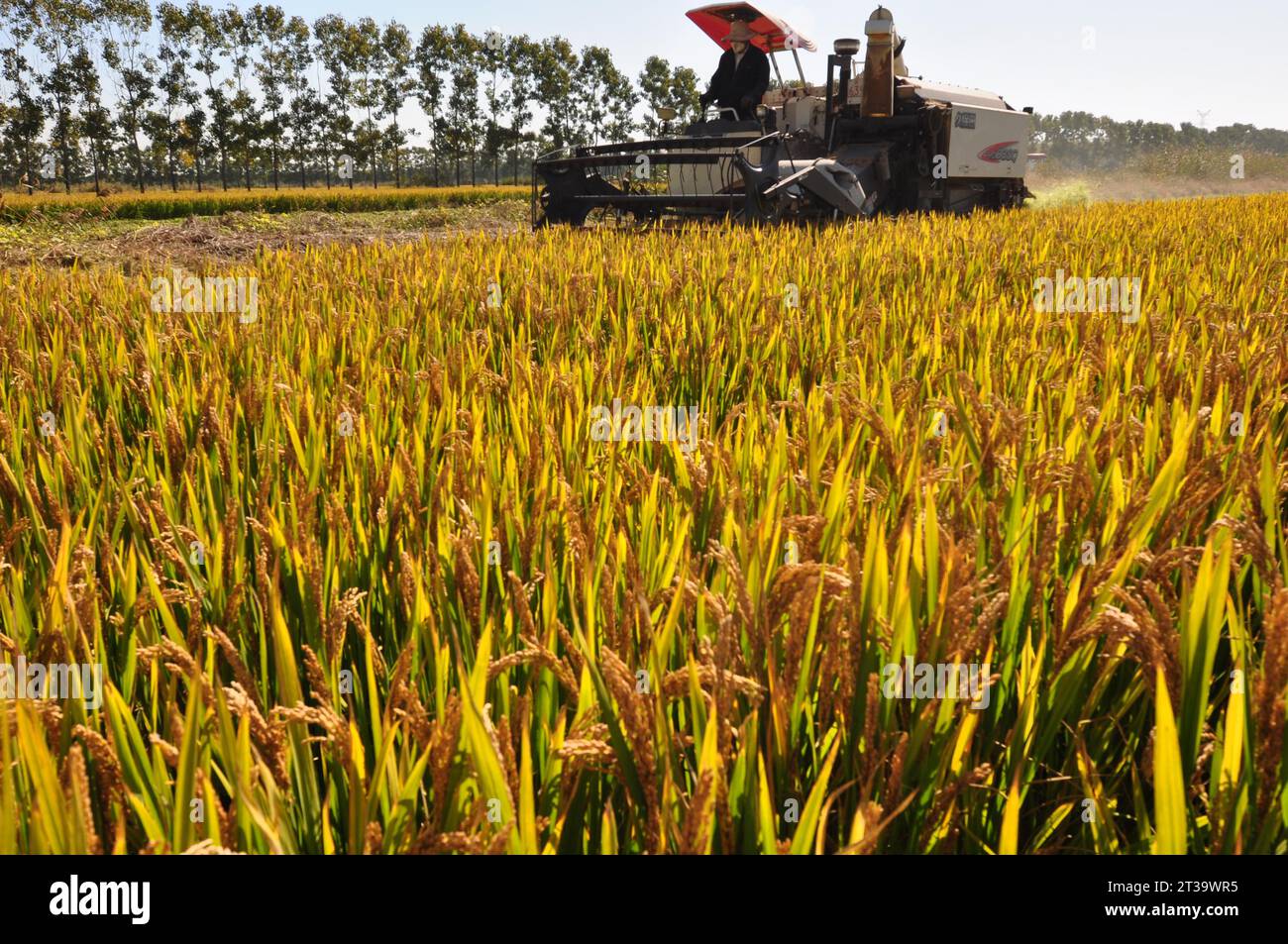 Aerial photo shows farmers harvesting rice in the field in Donghai ...