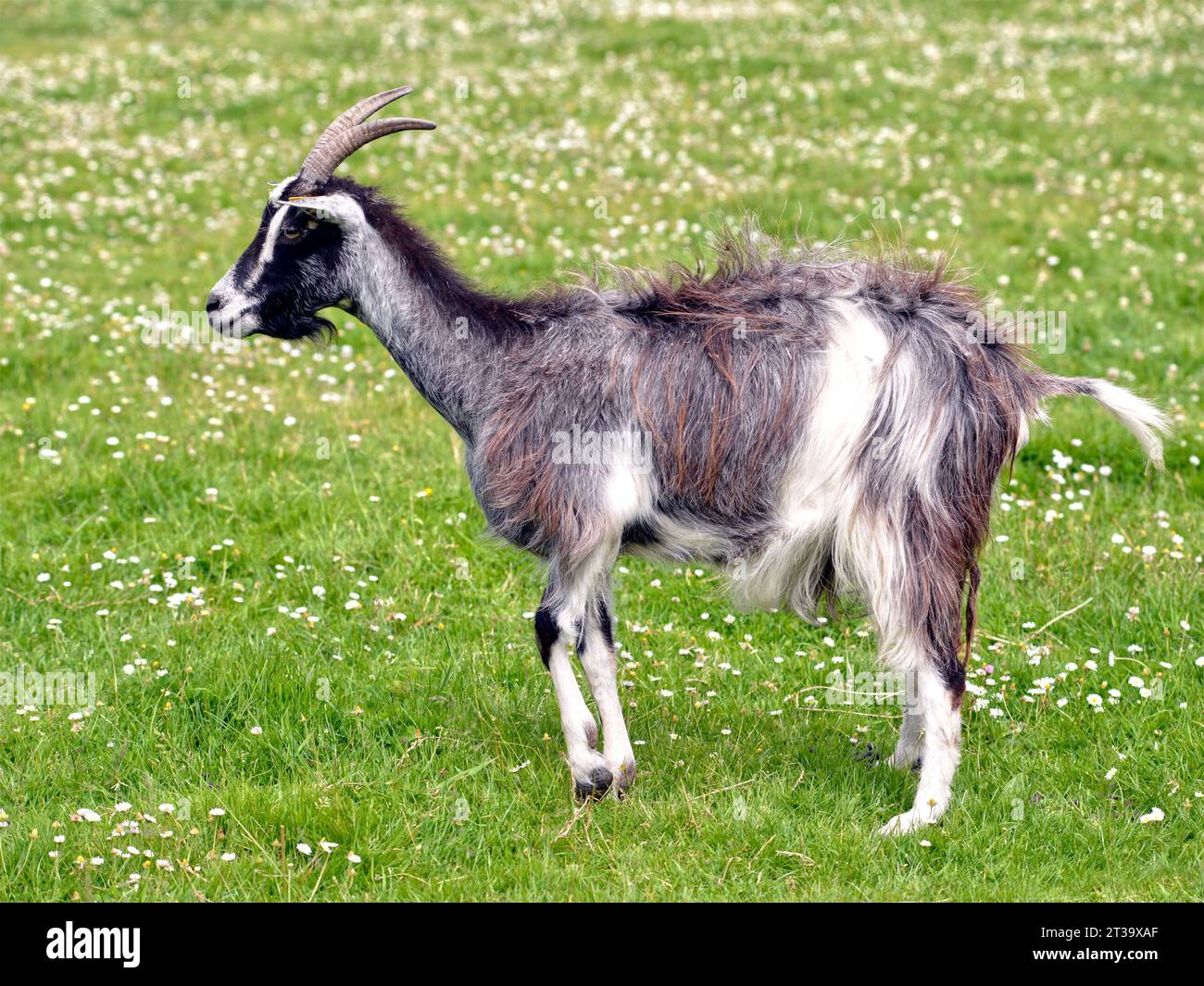 Grey and white goat (Capra aegagrus hircus) long haired on grass and ...