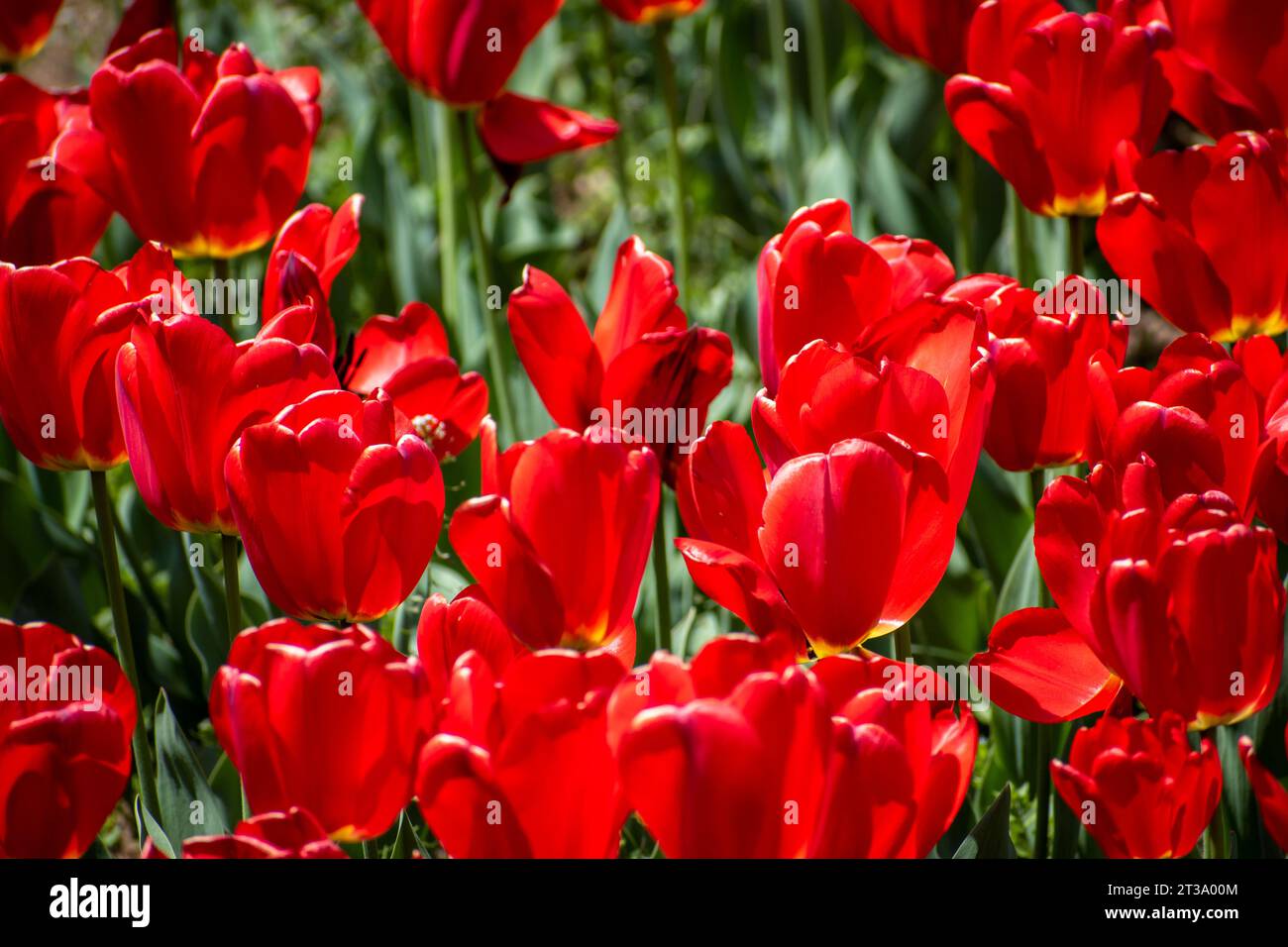 Kashmir's Kaleidoscope: The Enchanting Tulip Festival at Indira Gandhi Tulip Garden Stock Photo ...