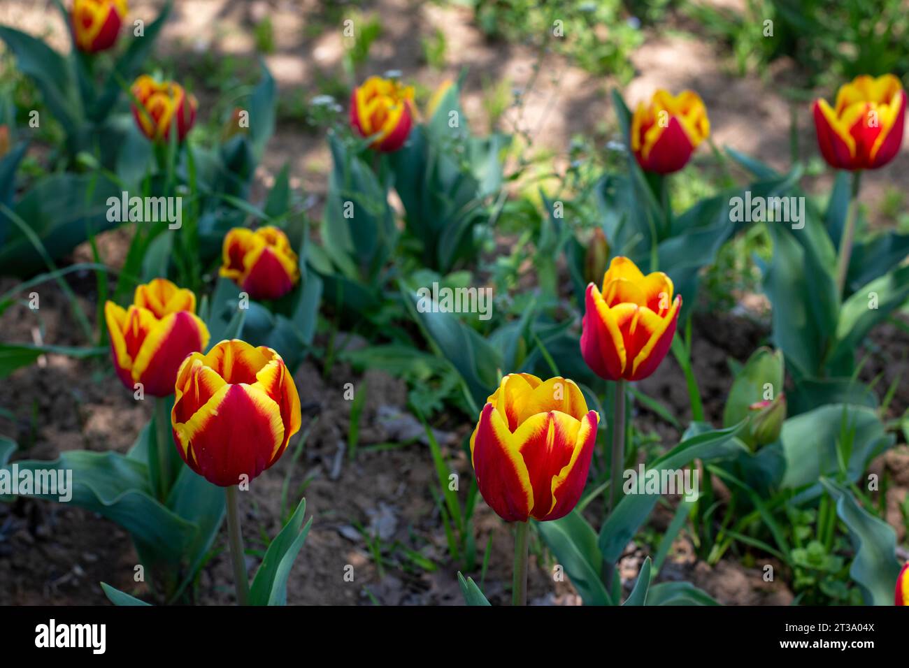 Kashmir's Kaleidoscope: The Enchanting Tulip Festival at Indira Gandhi Tulip Garden Stock Photo ...
