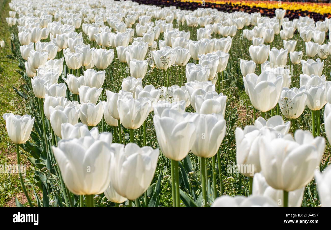 Kashmir's Kaleidoscope: The Enchanting Tulip Festival at Indira Gandhi Tulip Garden Stock Photo ...
