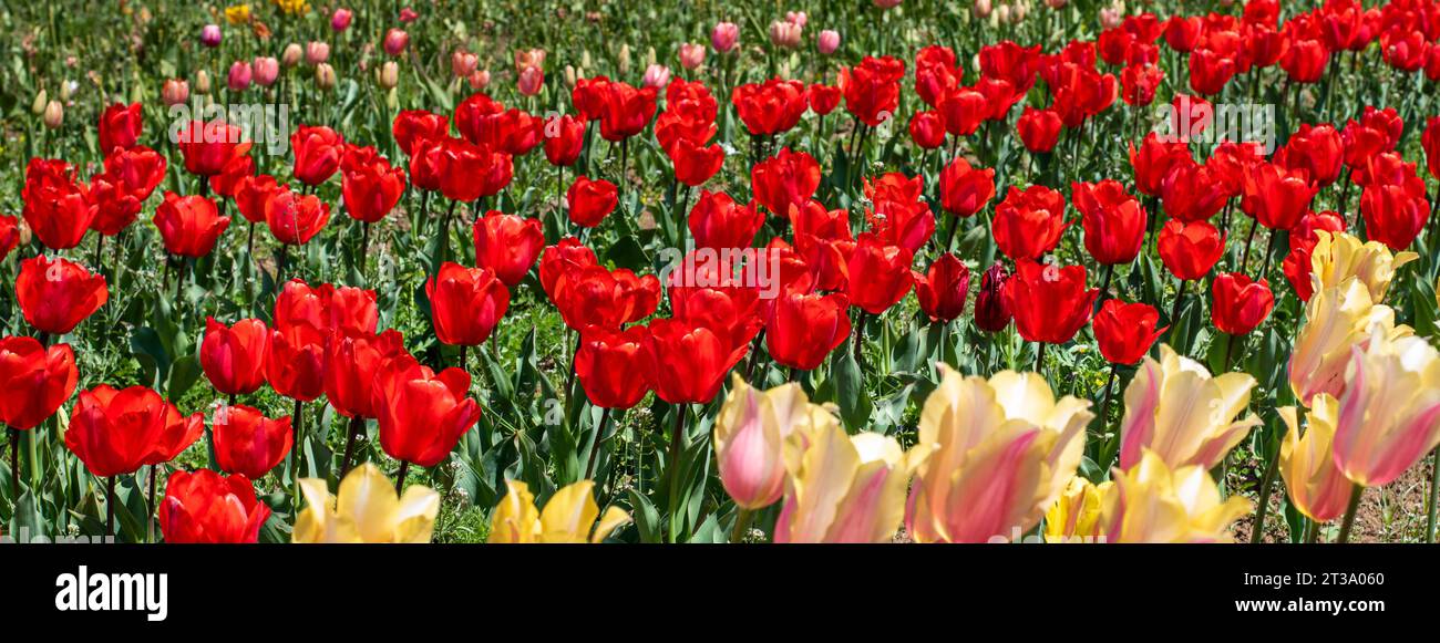 Kashmir's Kaleidoscope: The Enchanting Tulip Festival at Indira Gandhi Tulip Garden Stock Photo ...