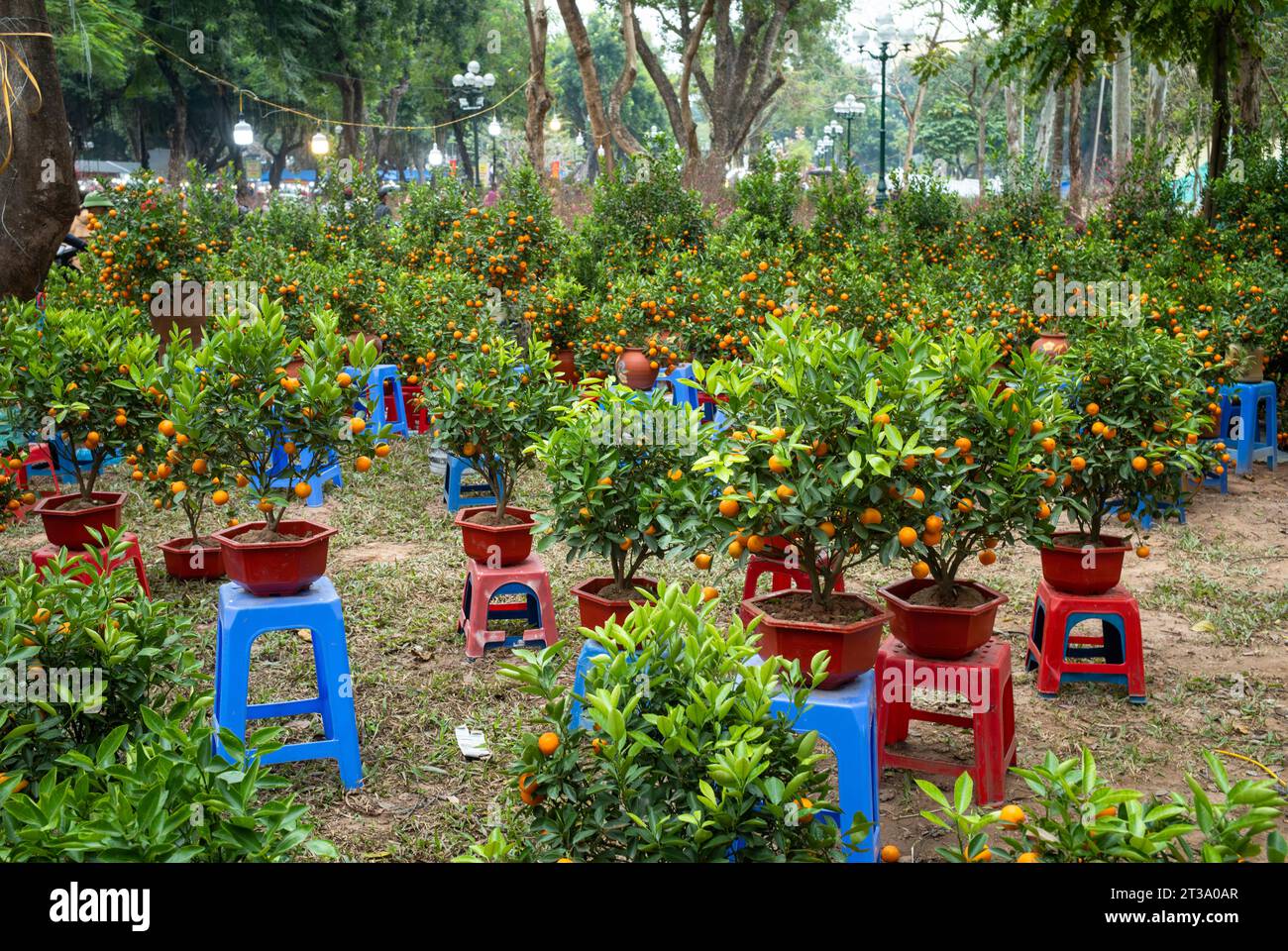 Kumquat trees with orange fruit arranged on plastic stools and for sale ...