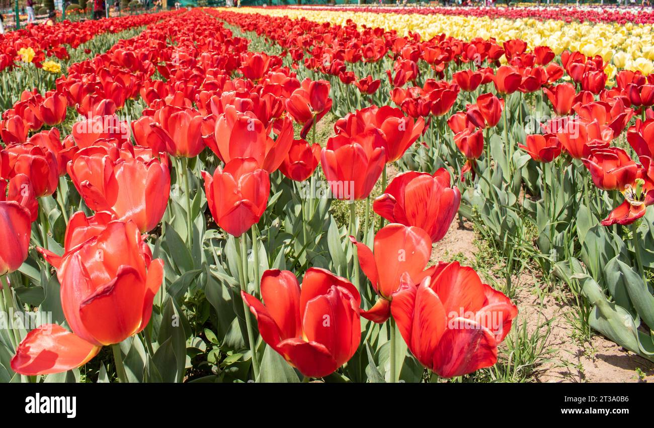 Kashmir's Kaleidoscope: The Enchanting Tulip Festival at Indira Gandhi Tulip Garden Stock Photo ...