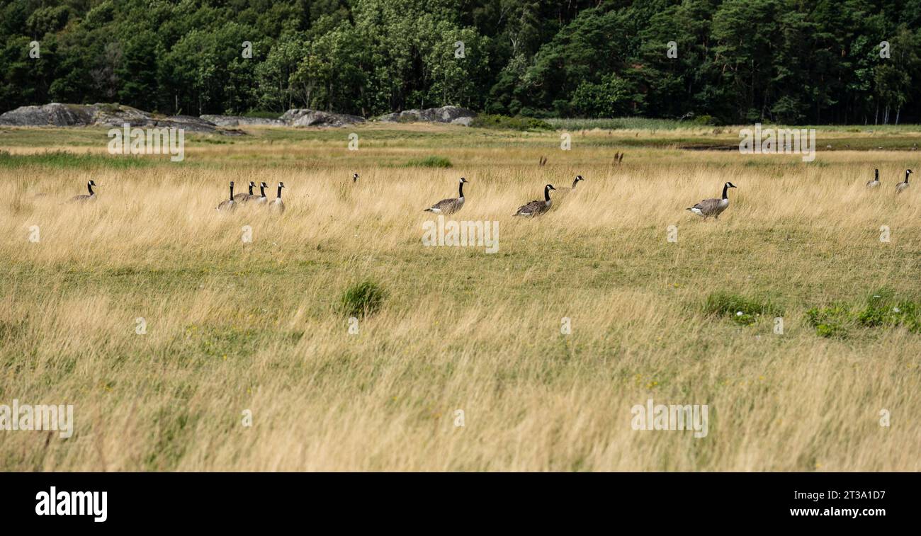 Flock geese standing in lake hi-res stock photography and images - Alamy