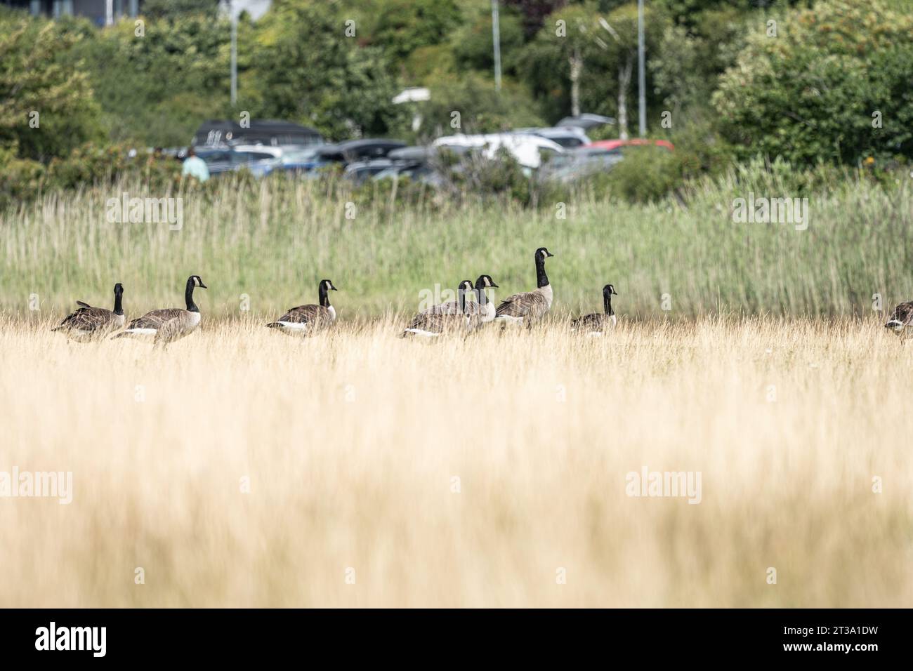 Flock geese standing in lake hi-res stock photography and images - Alamy