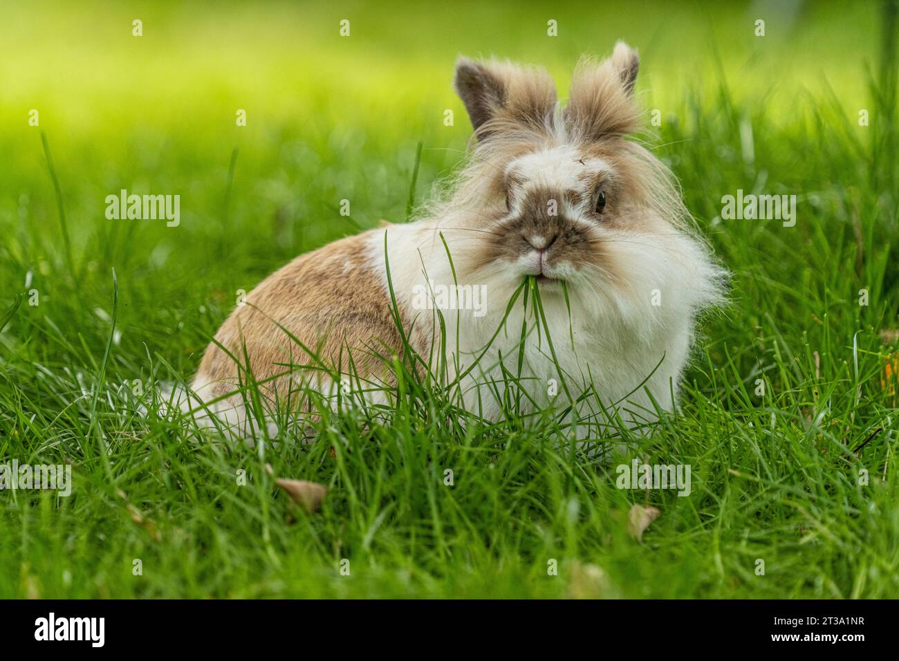 Beautiful chewing rabbit on green hi-res stock photography and images ...