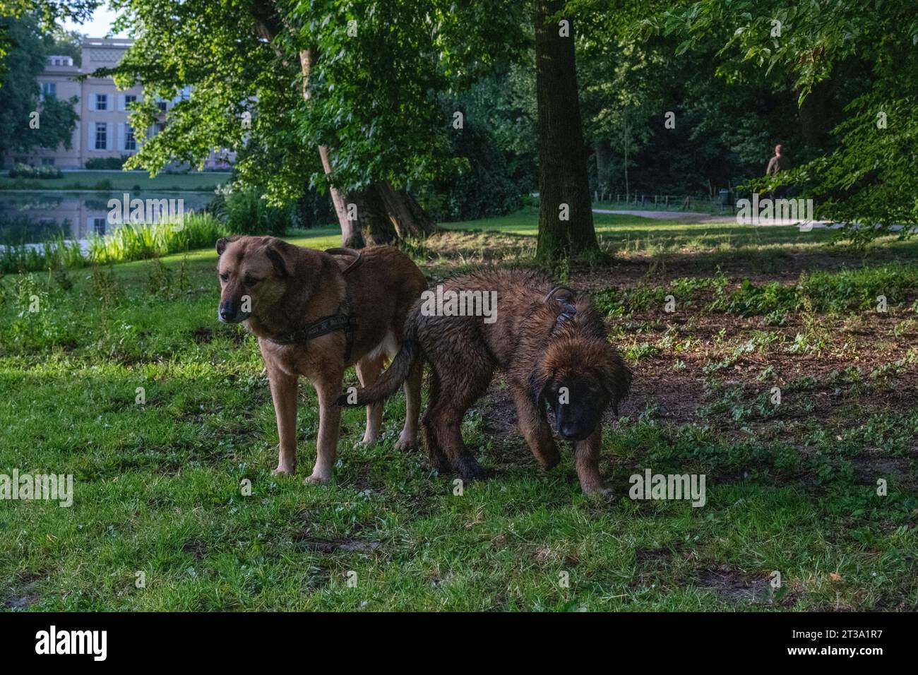 Phoebe lake hi-res stock photography and images - Alamy