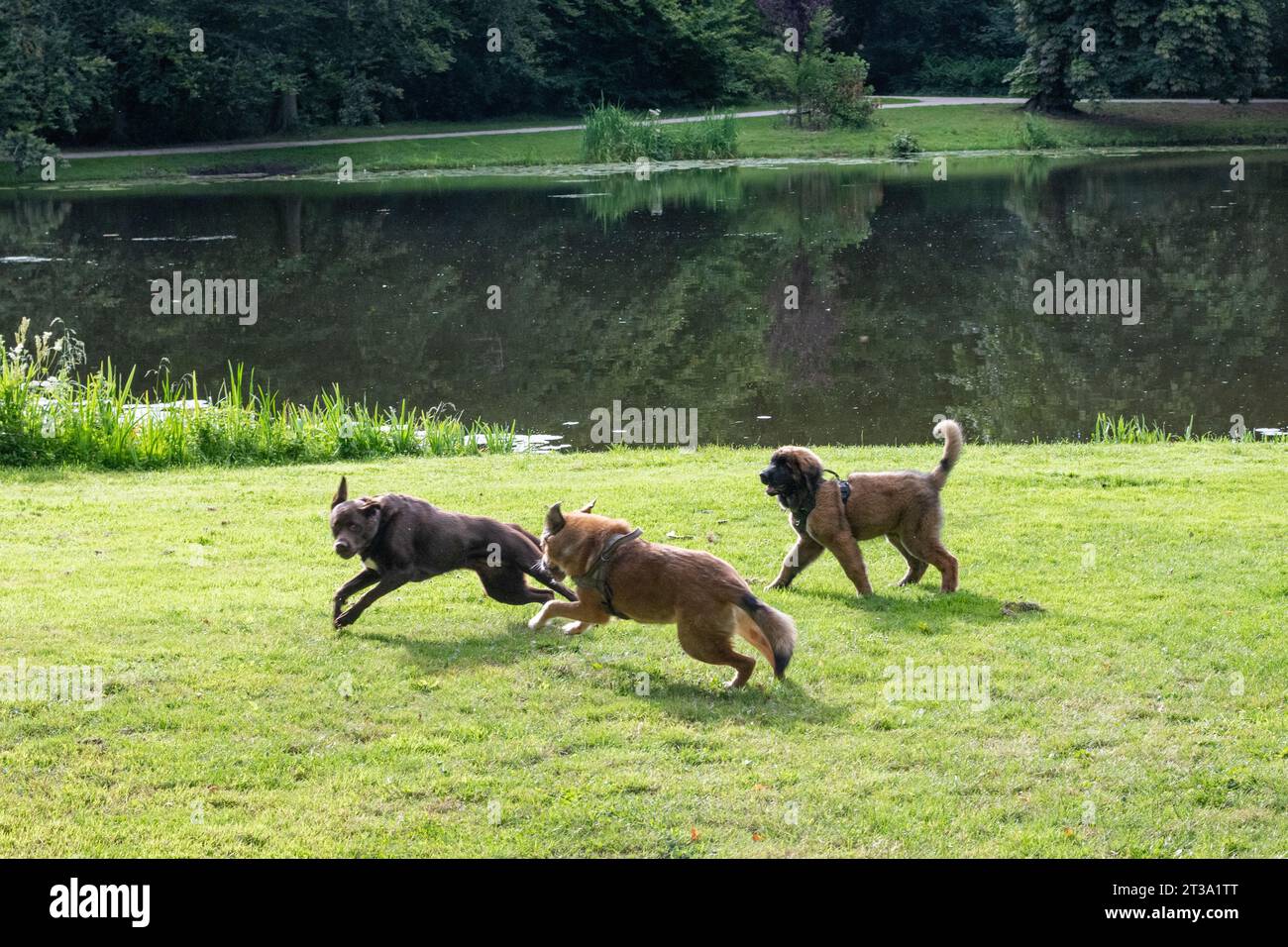 Phoebe lake hi-res stock photography and images - Alamy