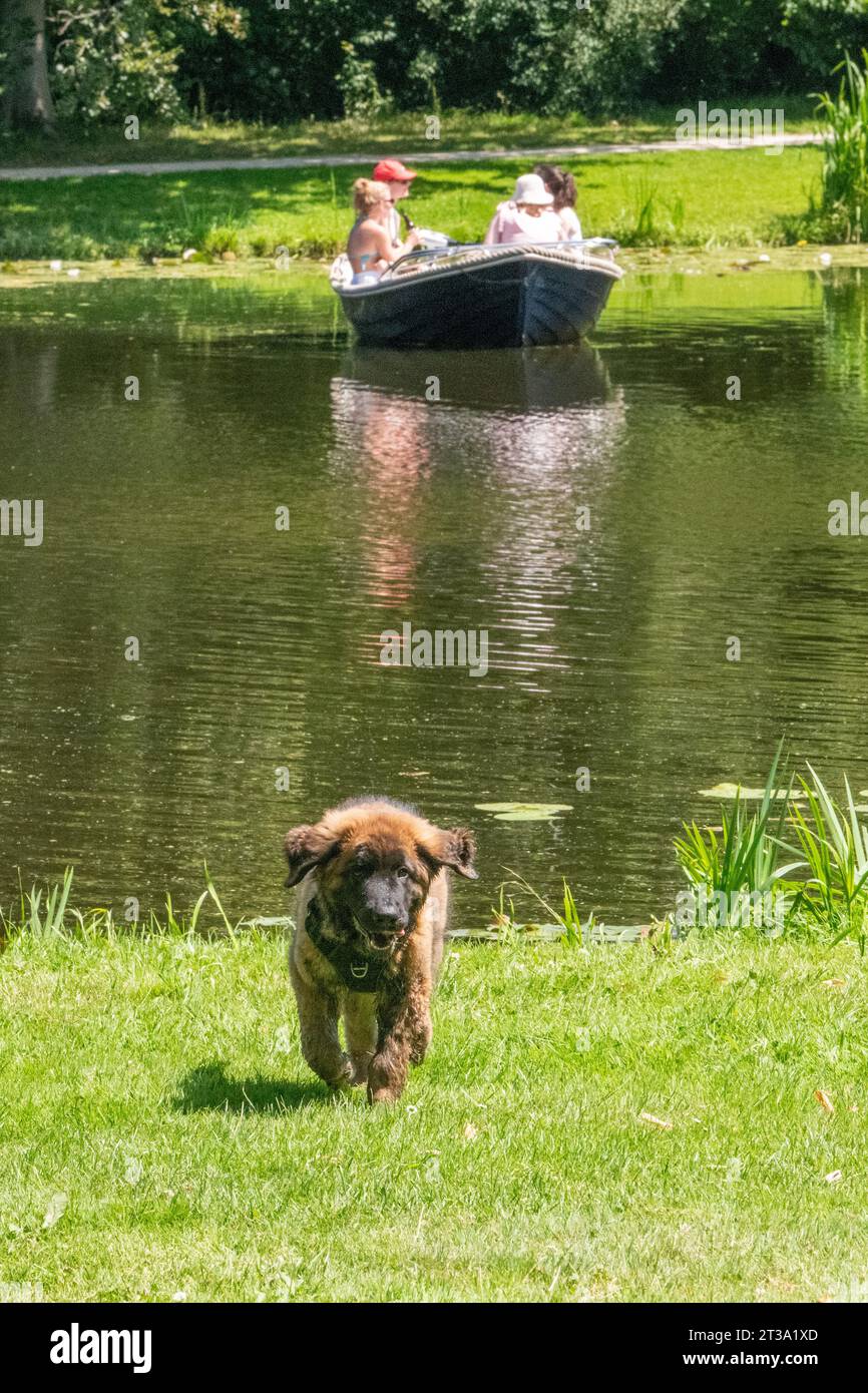 Leonberger running hi-res stock photography and images - Alamy