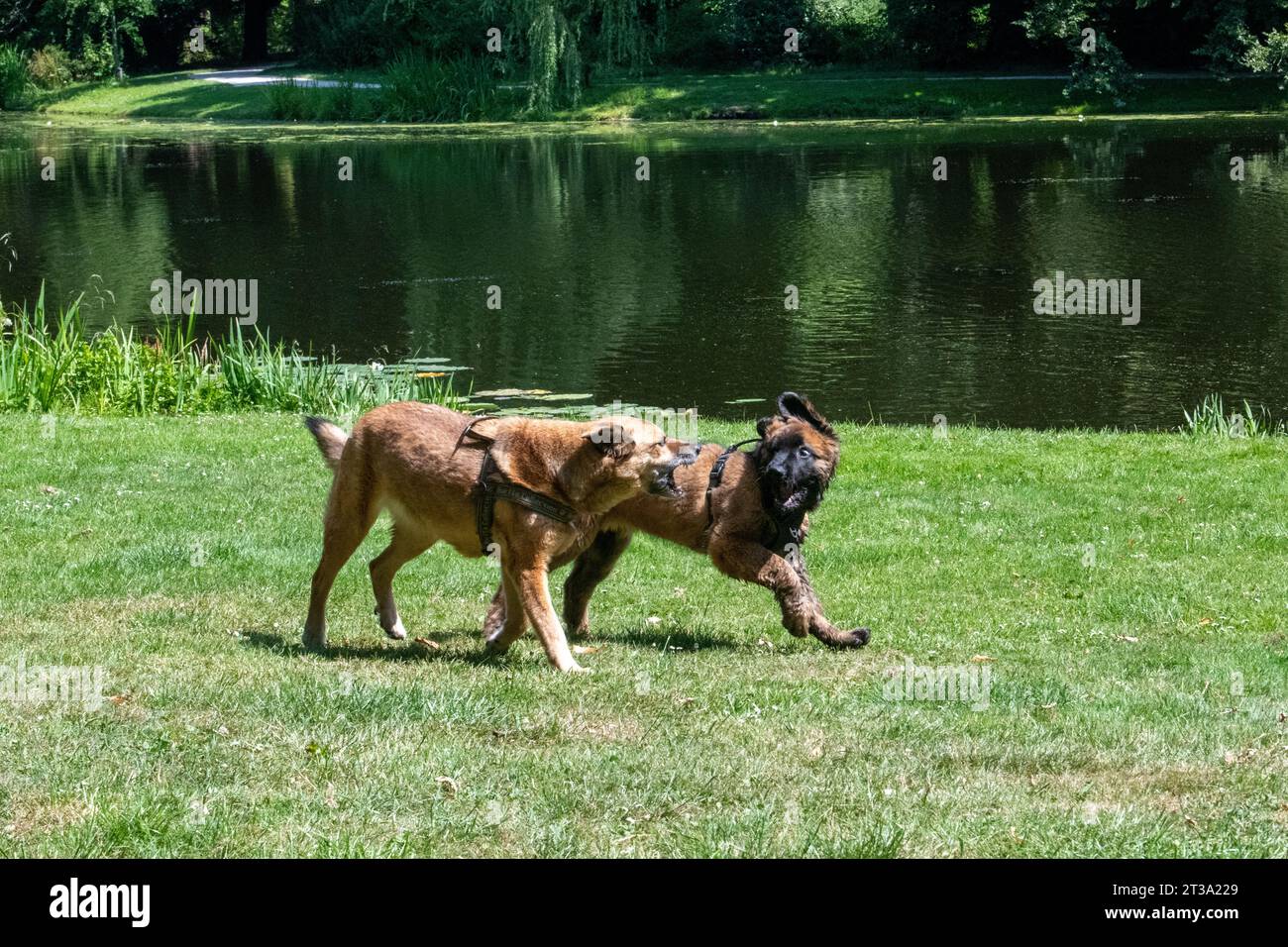 Phoebe lake hi-res stock photography and images - Alamy