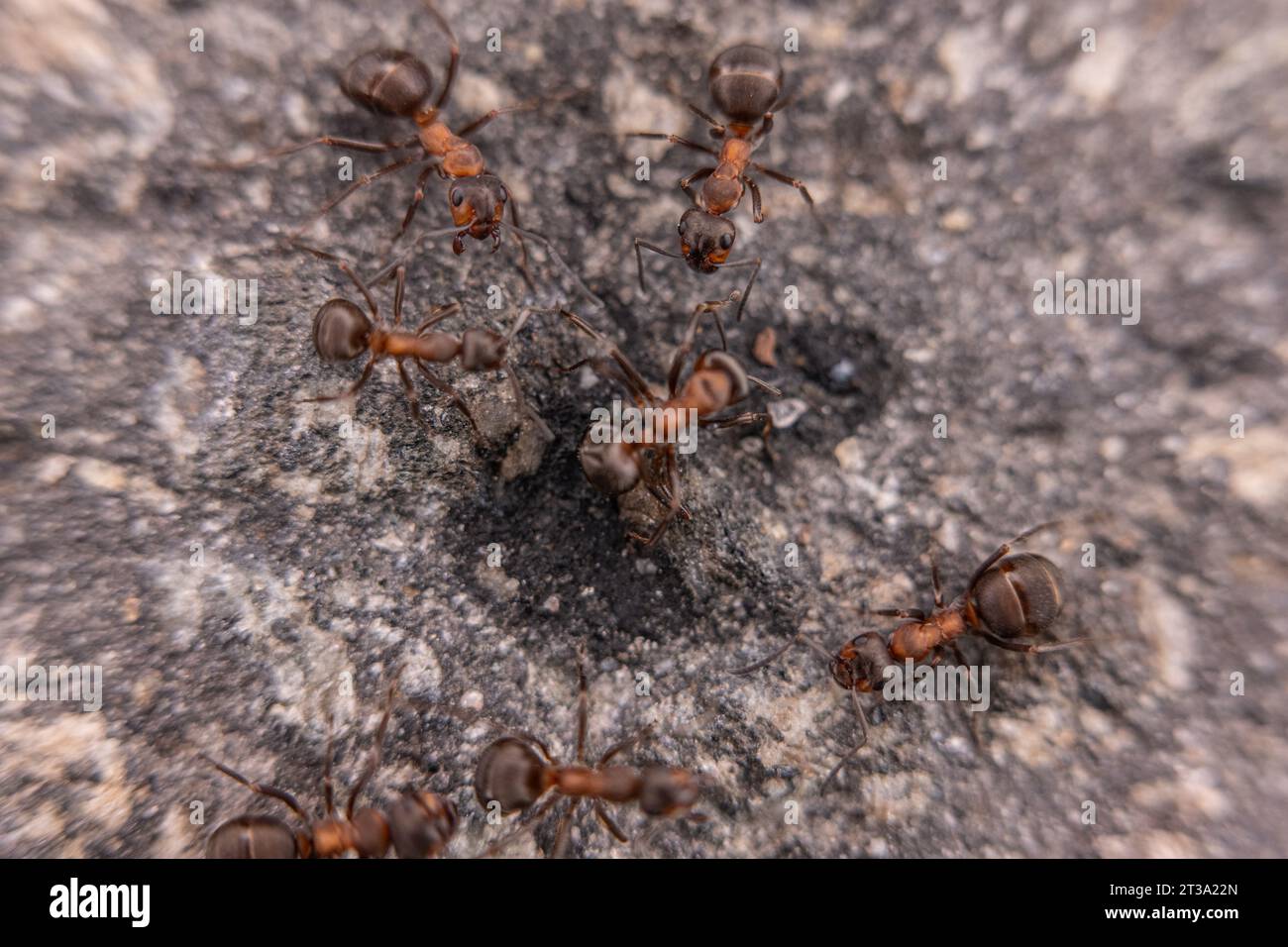 Ants on the street hi-res stock photography and images - Alamy