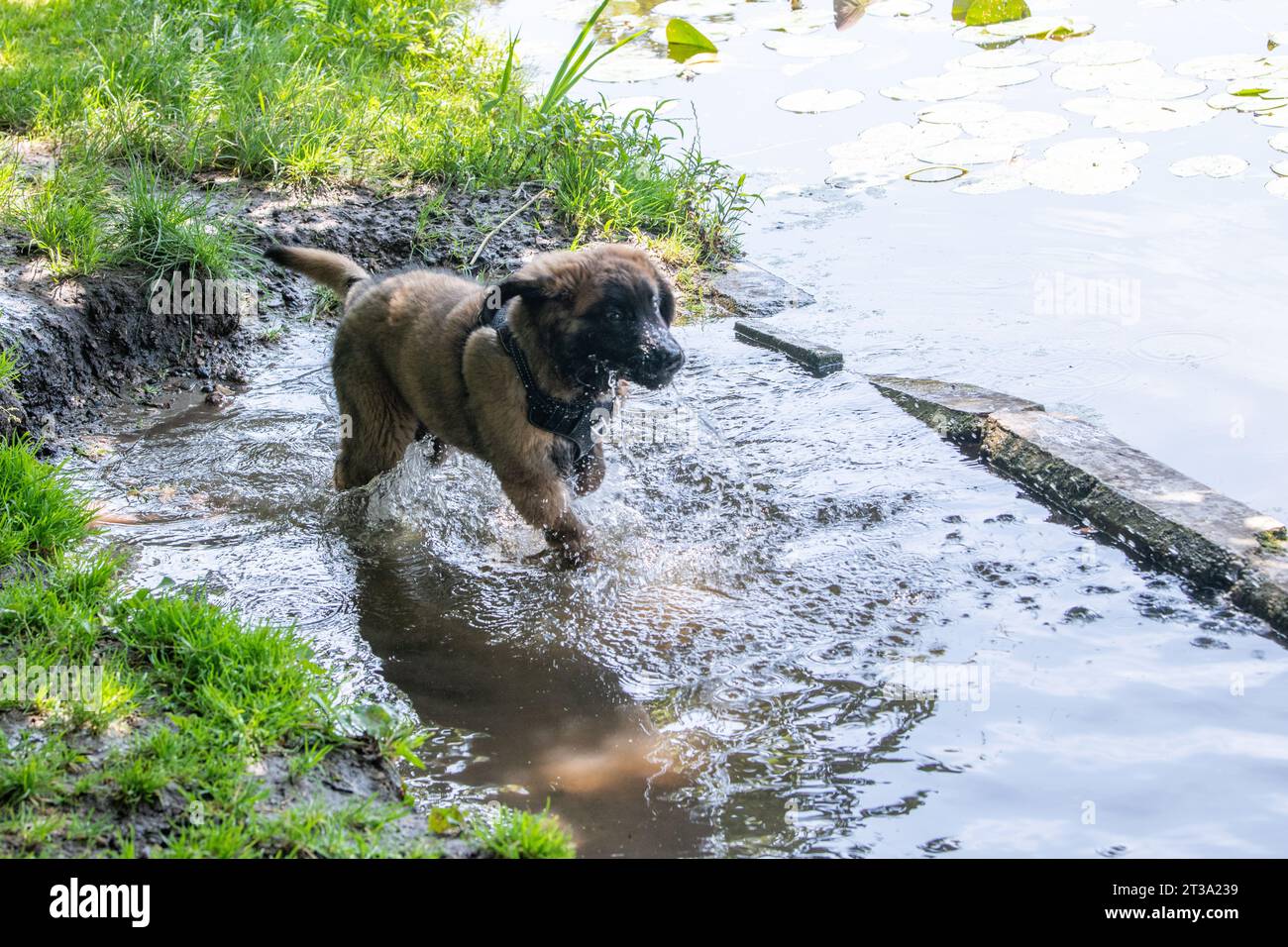 Phoebe in summer hi-res stock photography and images - Alamy
