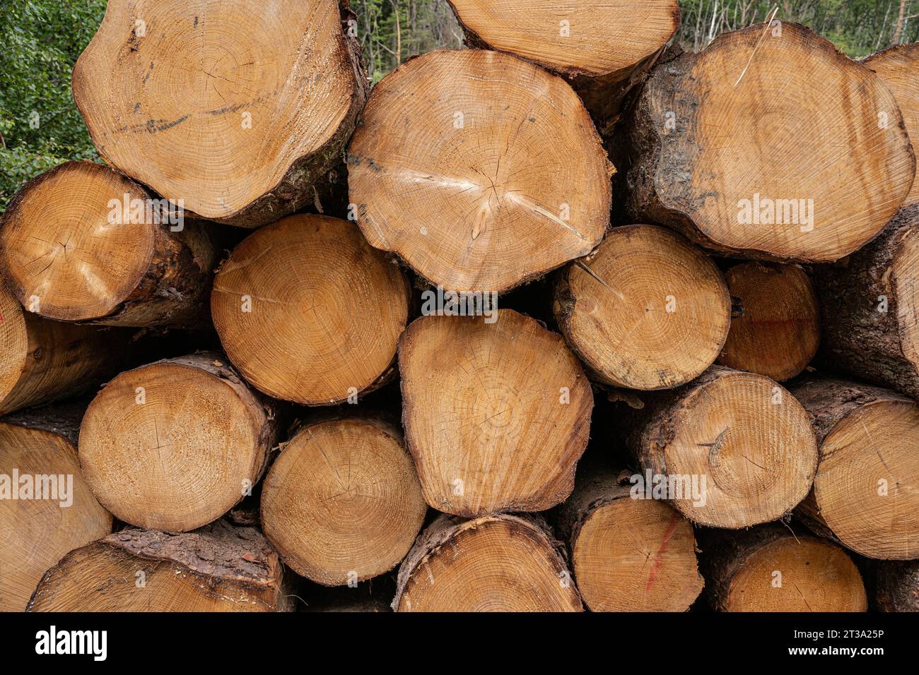 Large white pine log hi-res stock photography and images - Alamy