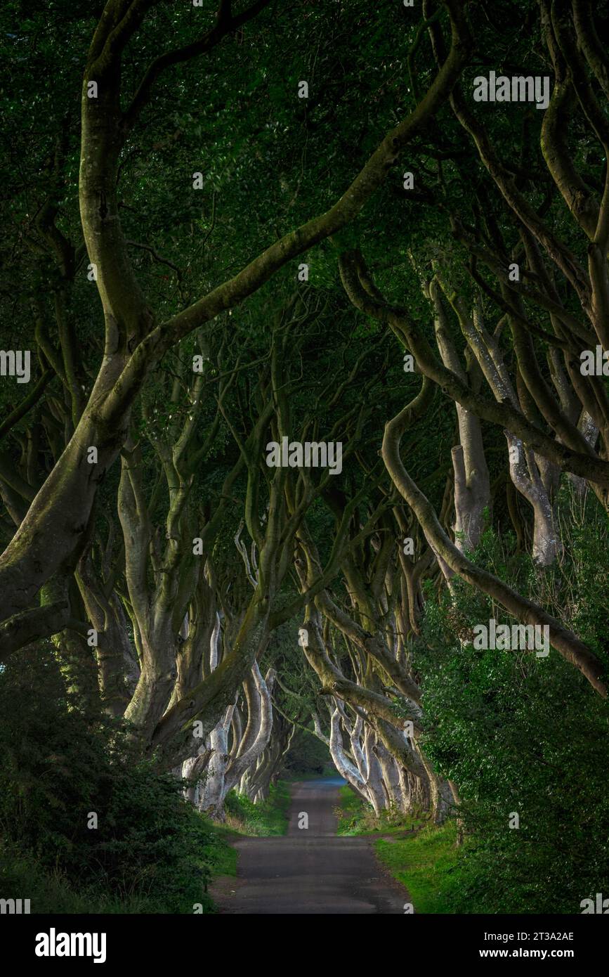The Dark Hedges are an avenue of beech trees that were planted in the ...