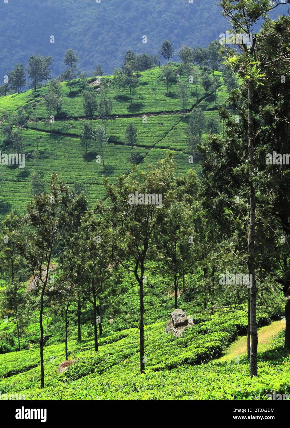 beautiful lush green tea garden of coonoor, located on nilgiri mountain ...