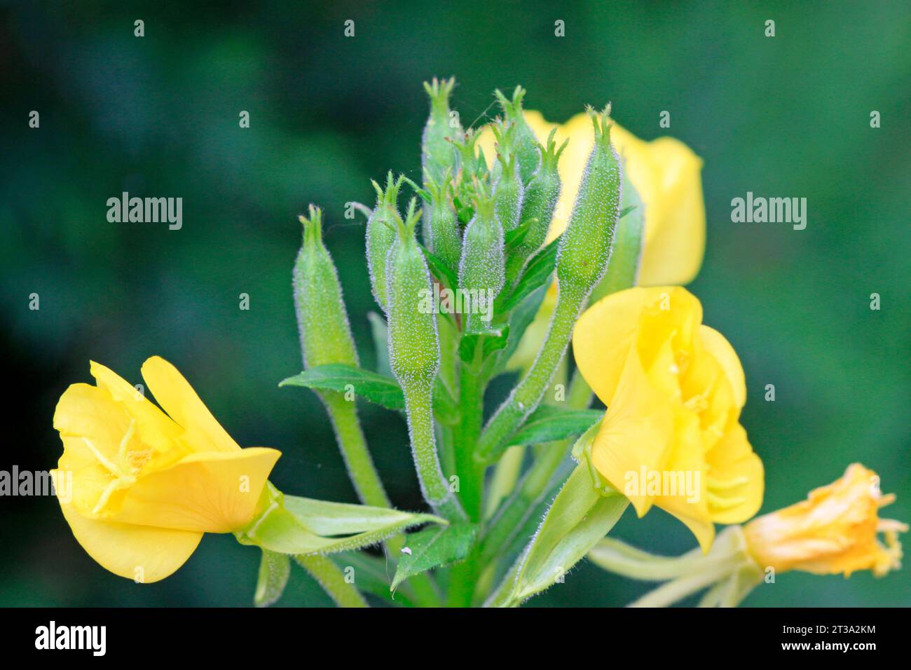 evening primrose flowers in a garden Stock Photo - Alamy