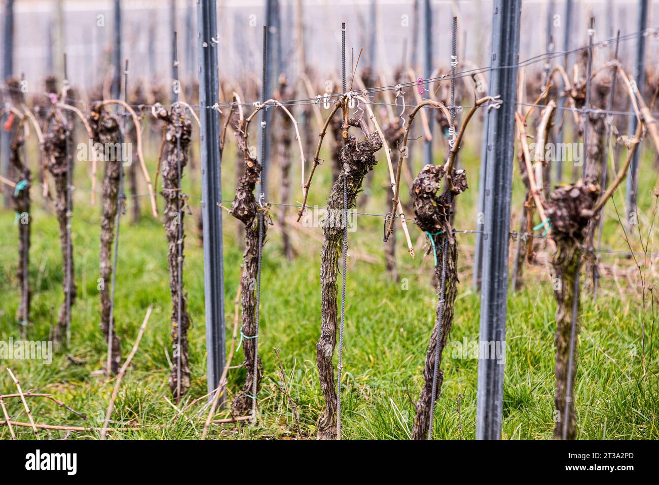 Leiwen, Germany. 11th Mar, 2023. A view of the grape yards in Leiwen ...