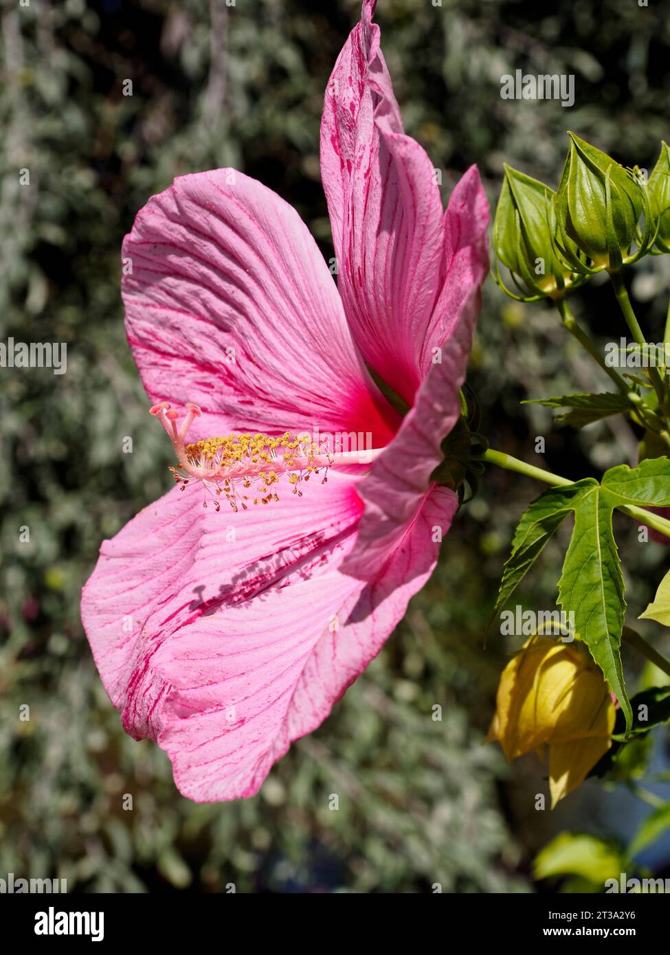 Closeup of rose mallow (Hibiscus moscheutos) with large flower and with ...
