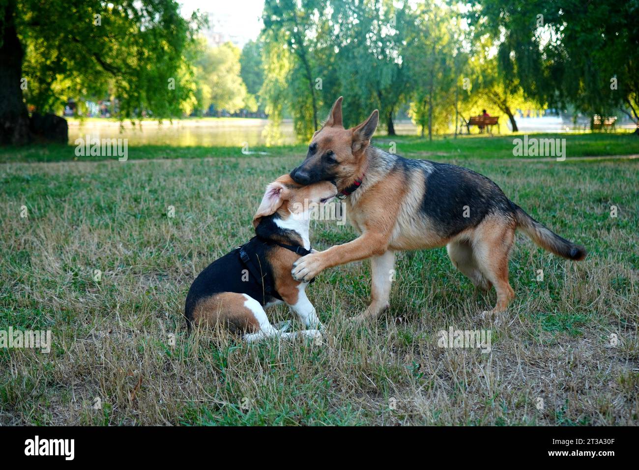 German shepherd park hi-res stock photography and images - Alamy