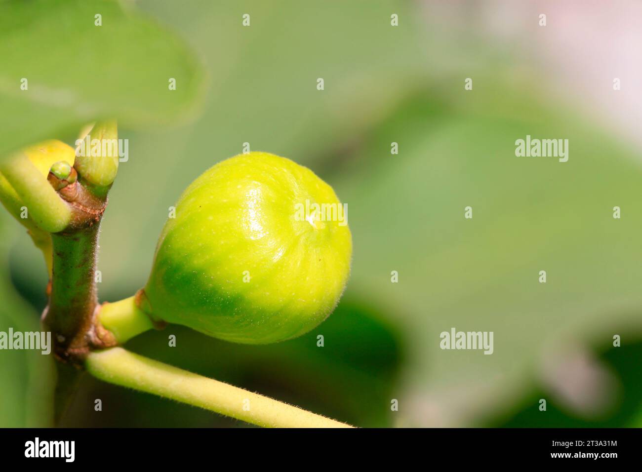 Fig trees in orchard hi-res stock photography and images - Alamy