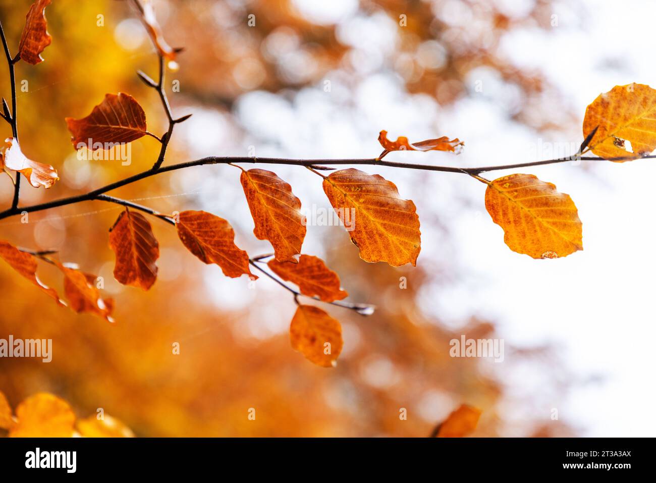 Omberg, Sweden. 23rd, October, 2023. Seasonal weather, autumn colors ...