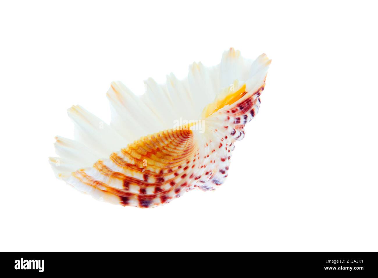 Color shells on a white background, closeup of photo Stock Photo - Alamy